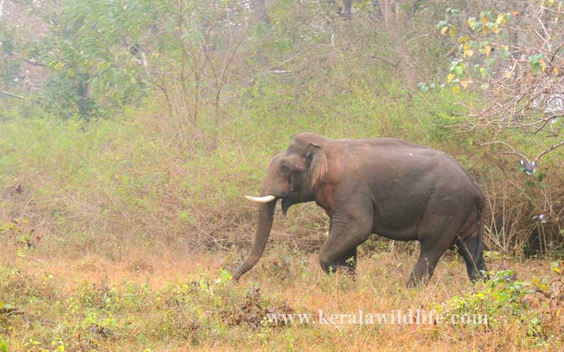 Bandipur National park | Kerala Geographic Adventures